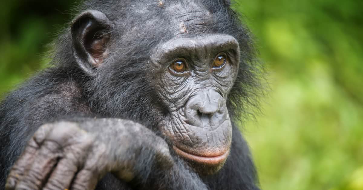 No al sacrificio dei primati per il petrolio! - Salviamo la foresta ...
